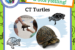 CT Turtles with Roaring Brook - KidsPlay